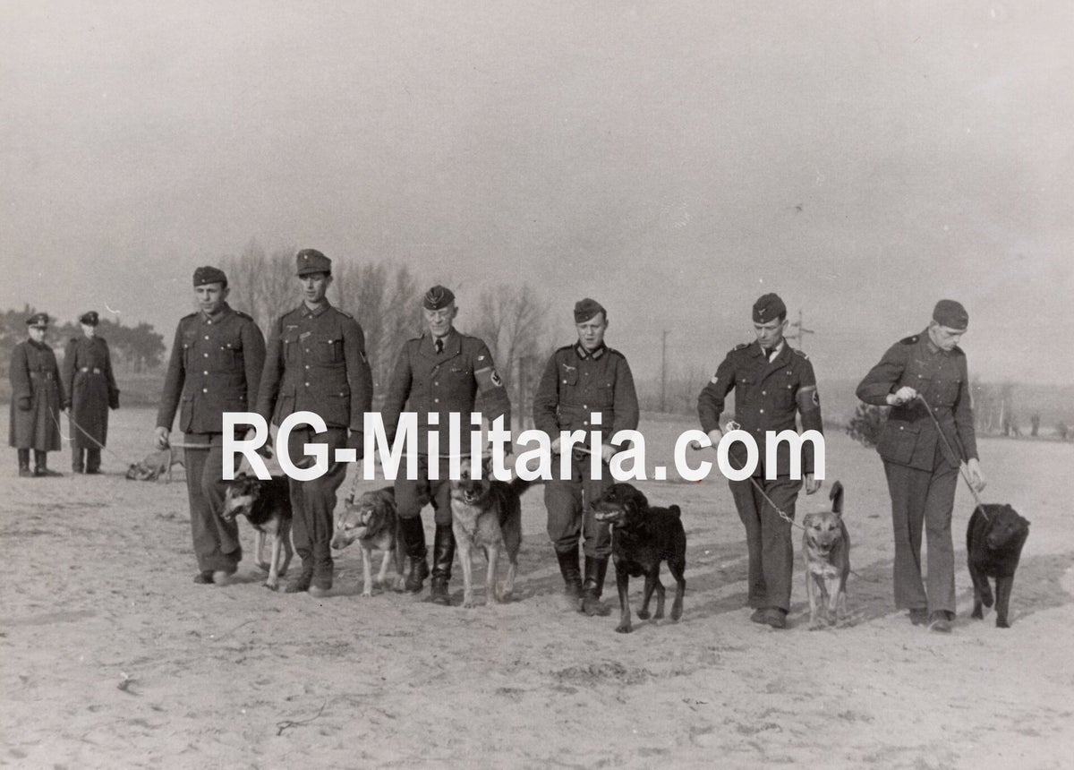 Original WW2 German Waffen SS Press Photo - Army Dog Training 2