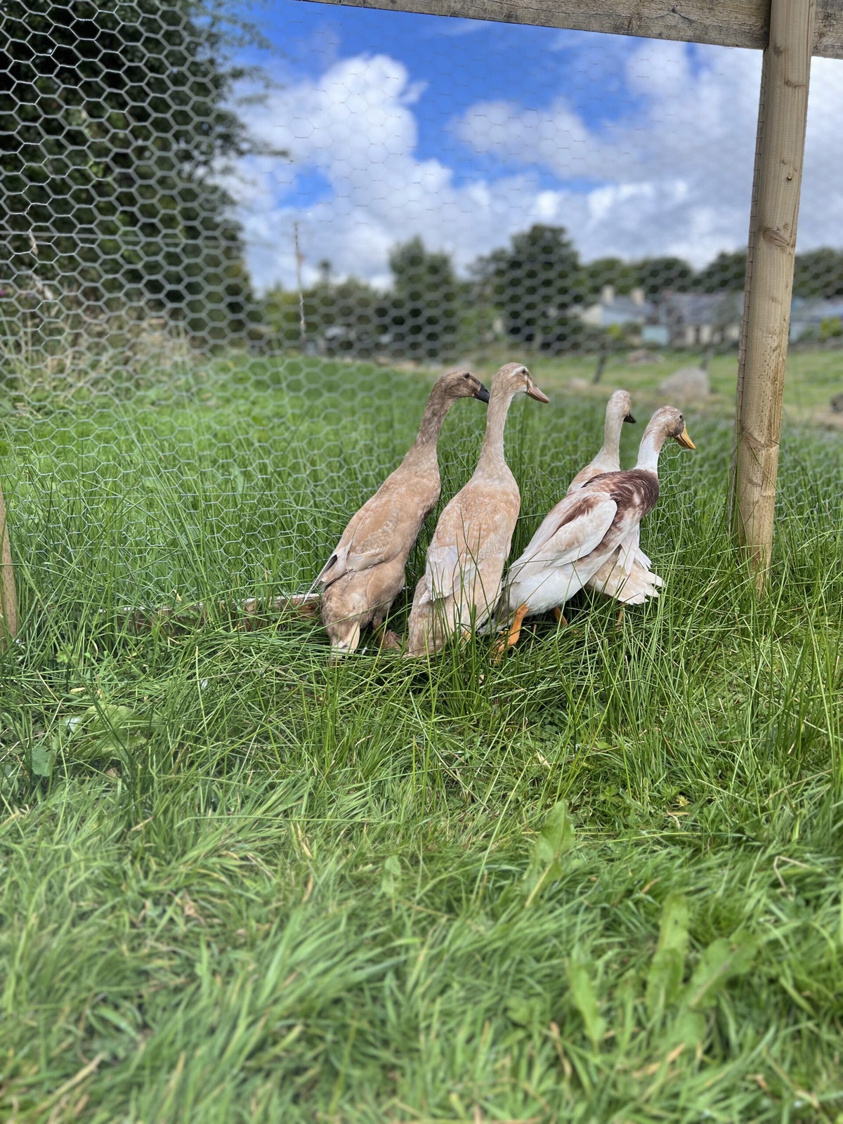 Animals | Deep hatches farm shepards huts