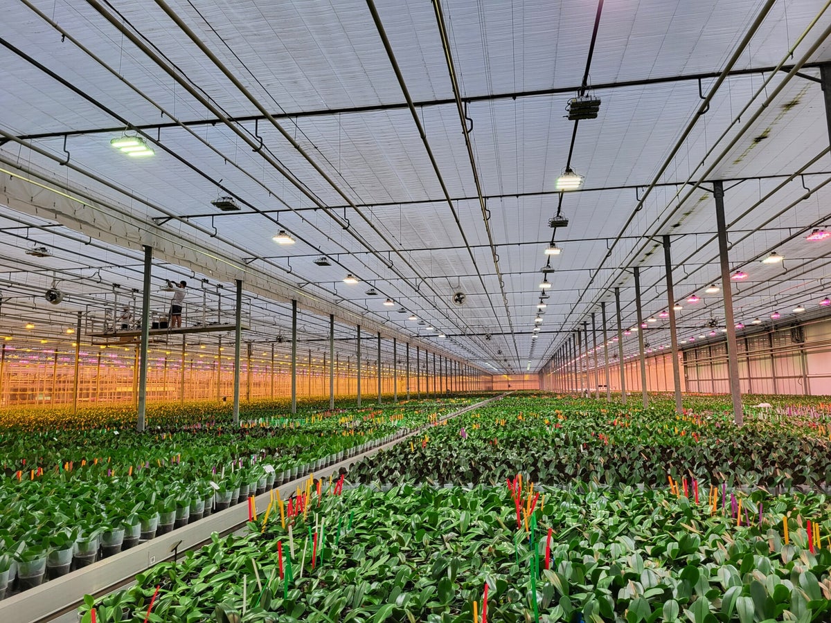 Unlocking the Power of Photosynthesis: How LED Grow Lights, Liquid ...
