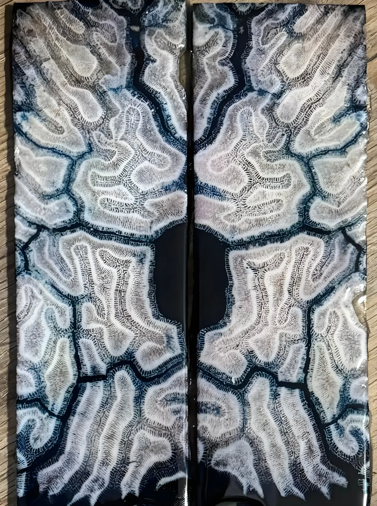 Brain Corals for Custom Designs & Crafts