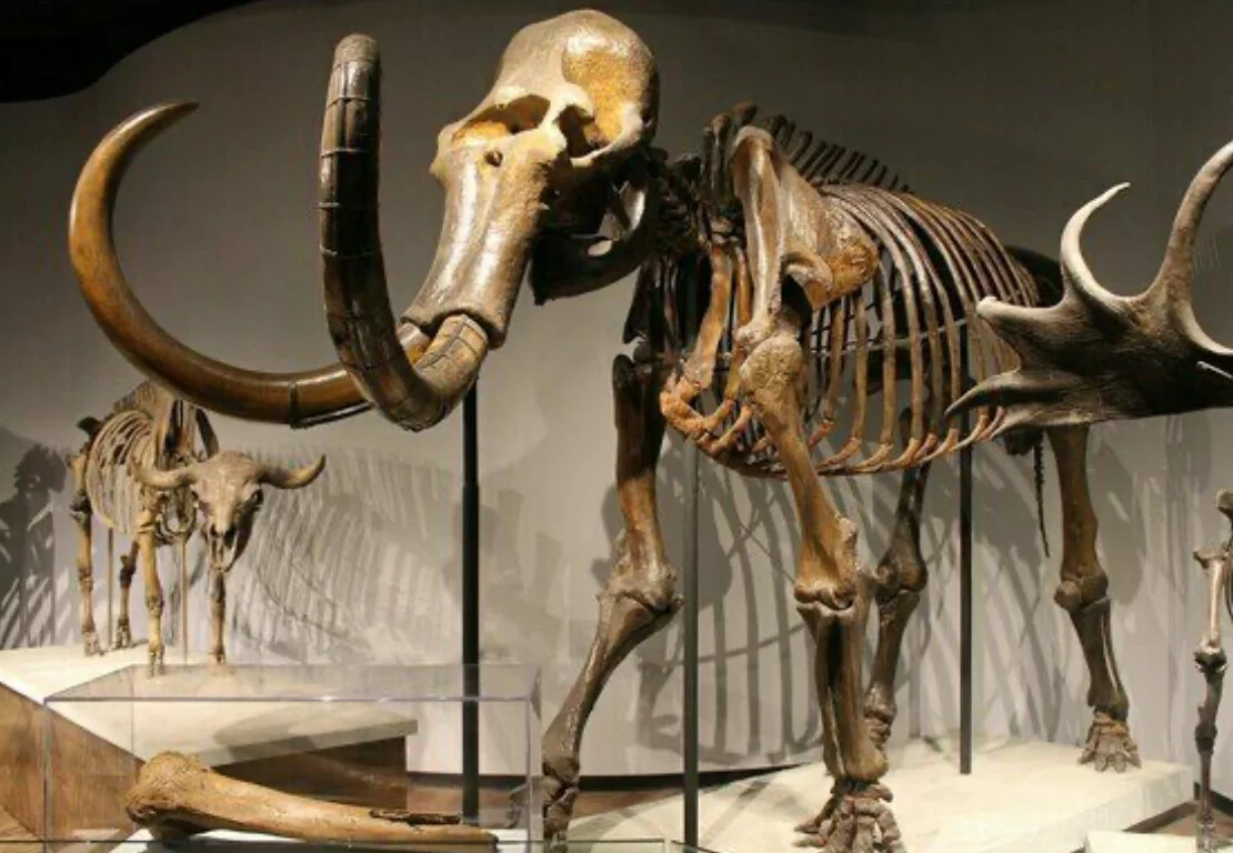 Blogs Rick s Corner MamMOTH
