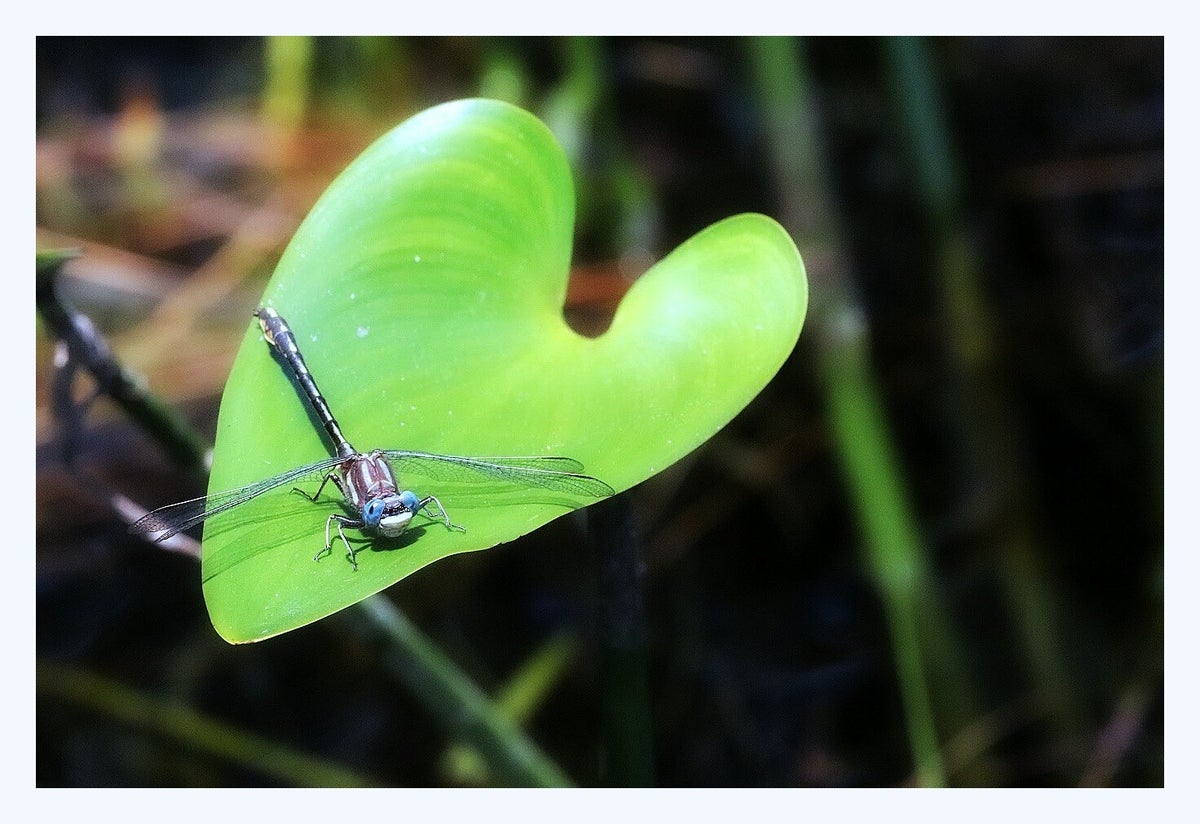 Insects / Store | Natures Notes, LLC