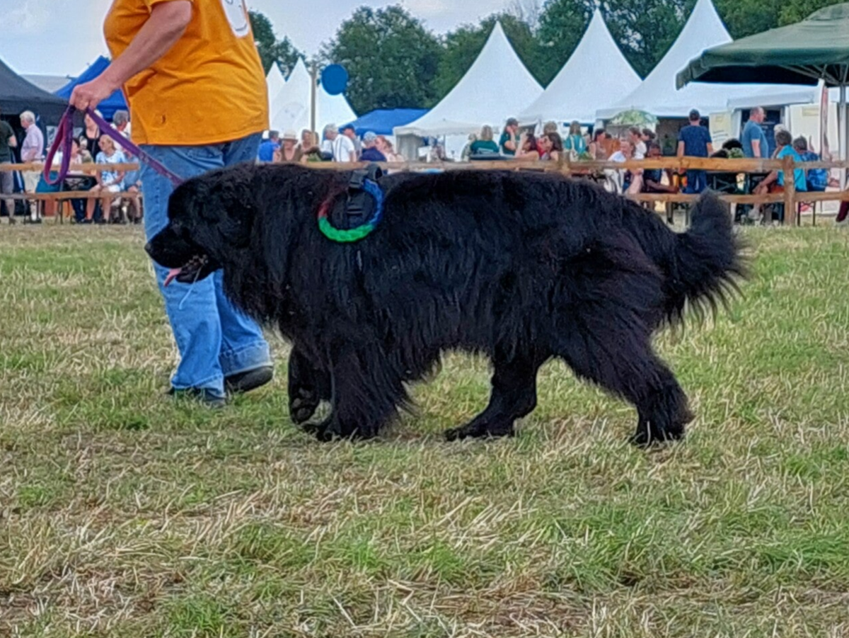 Newfoundlander / Rasgroep 2 Pinchers, Schnauzers, Molossers en ...