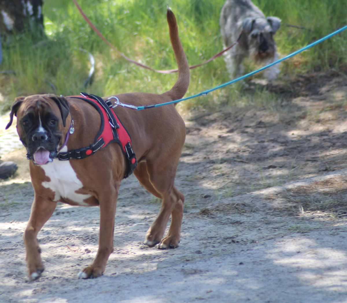 Boxer / Rasgroep 2 Pinchers, Schnauzers, Molossers en Sennenhonden ...