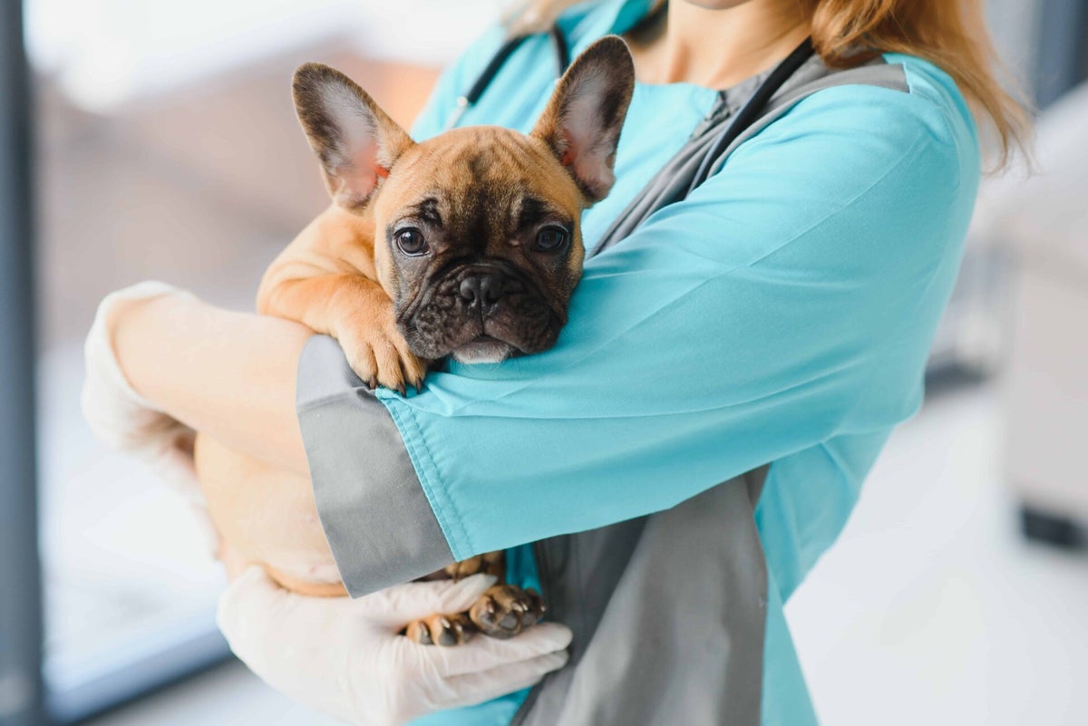 Baby Frenchie | Frenchie-world