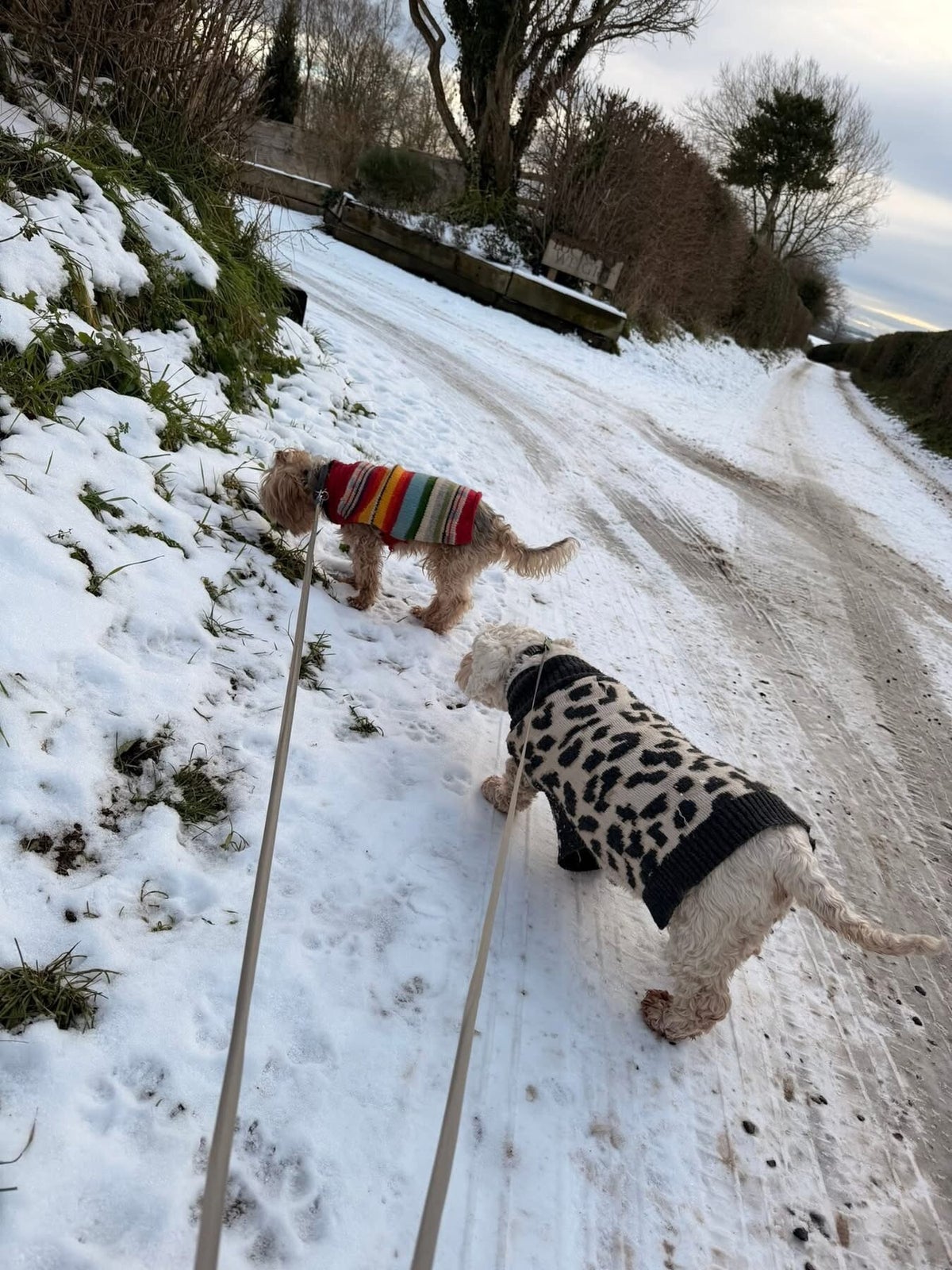 Wicca Dog Walks