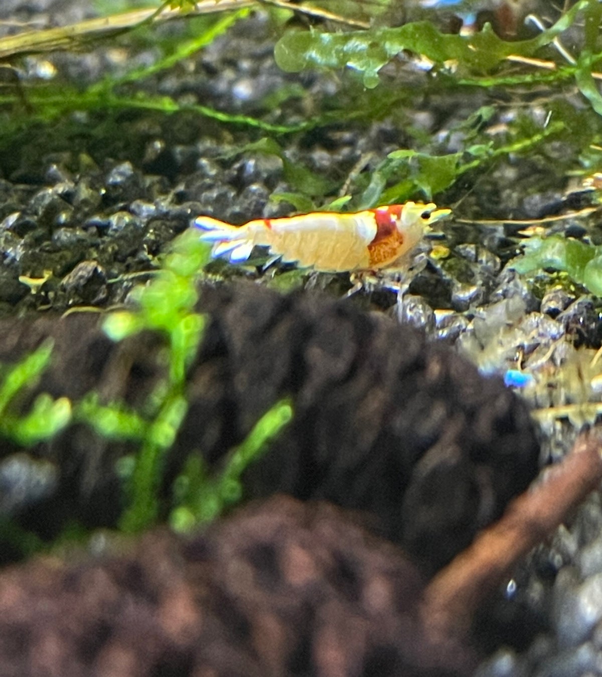 Crystal Red-Black shrimp Grade ss hinomaru-ShrimpMania