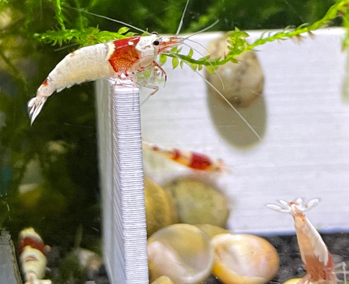 Crystal Red-Black shrimp Grade ss hinomaru-ShrimpMania
