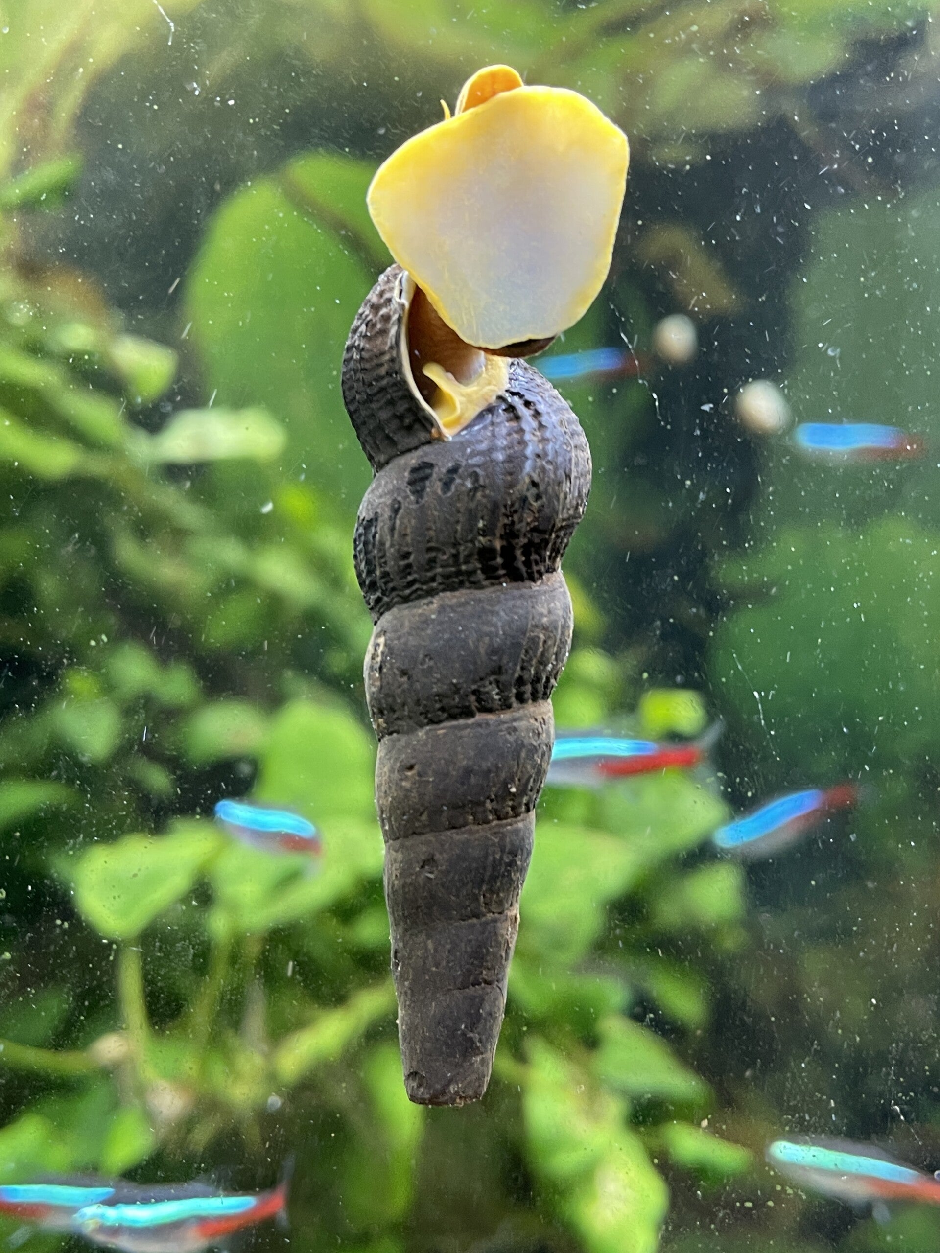 Tylomelania sp. Yellow Spotted rabbit snail-Sulawesi 3-6 cm | ShrimpMania