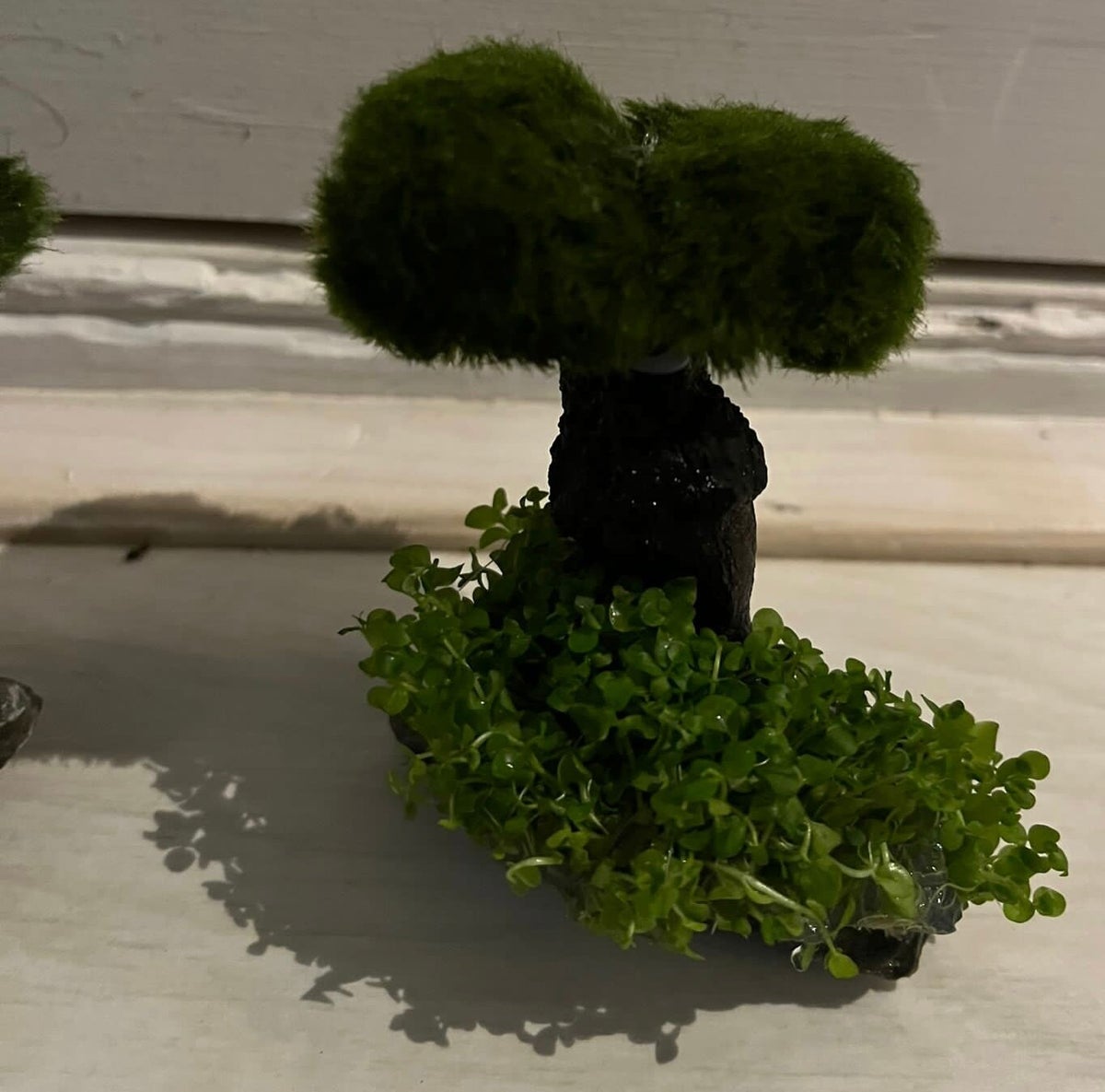 Aquarium Bonsai mosboom drijfhout met steen en losse opbind