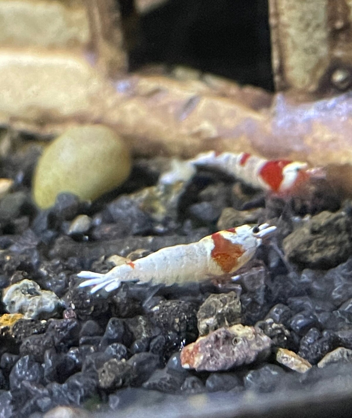 Crystal Red-Black shrimp Grade ss hinomaru-ShrimpMania