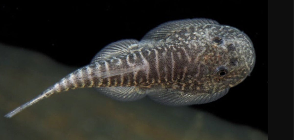 Geelvin Algeneter Maleisië- Gastromyzon Viriosus | ShrimpMania