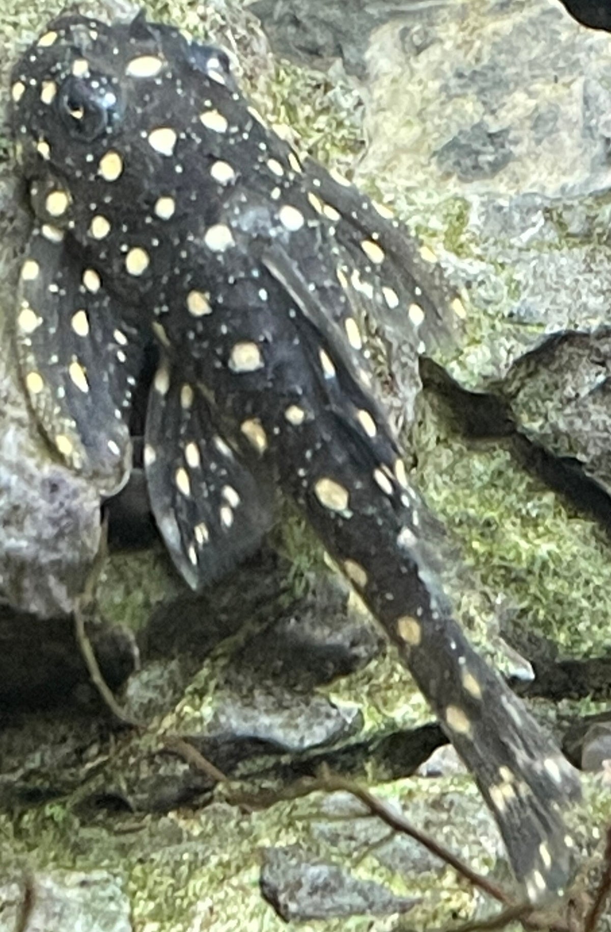 L201 Hypancistrus inspector 6 cm pleco Big spot M | ShrimpMania