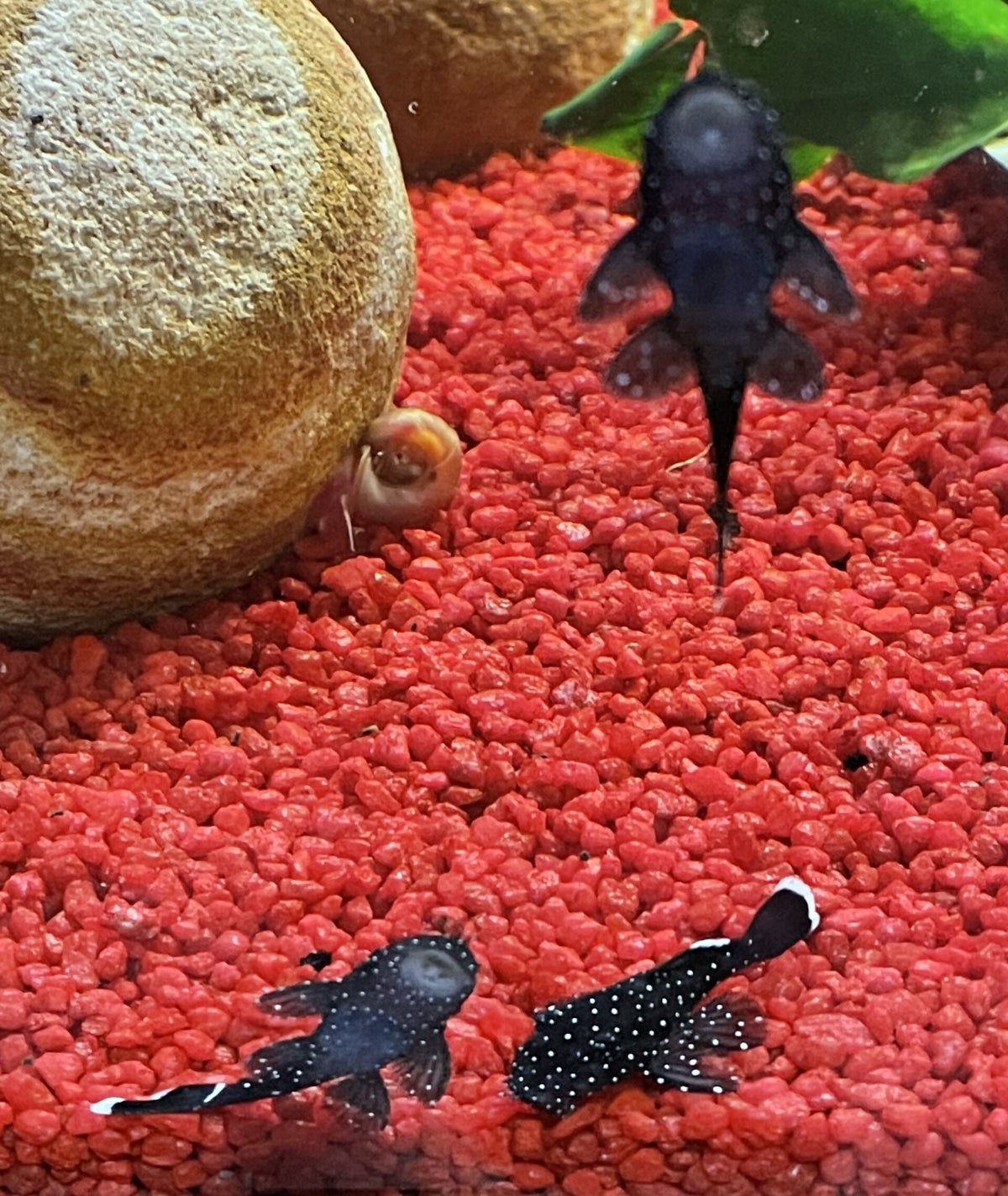 Aanbieding: Prachtige L181-Peppermint pleco 3 cm | ShrimpMania