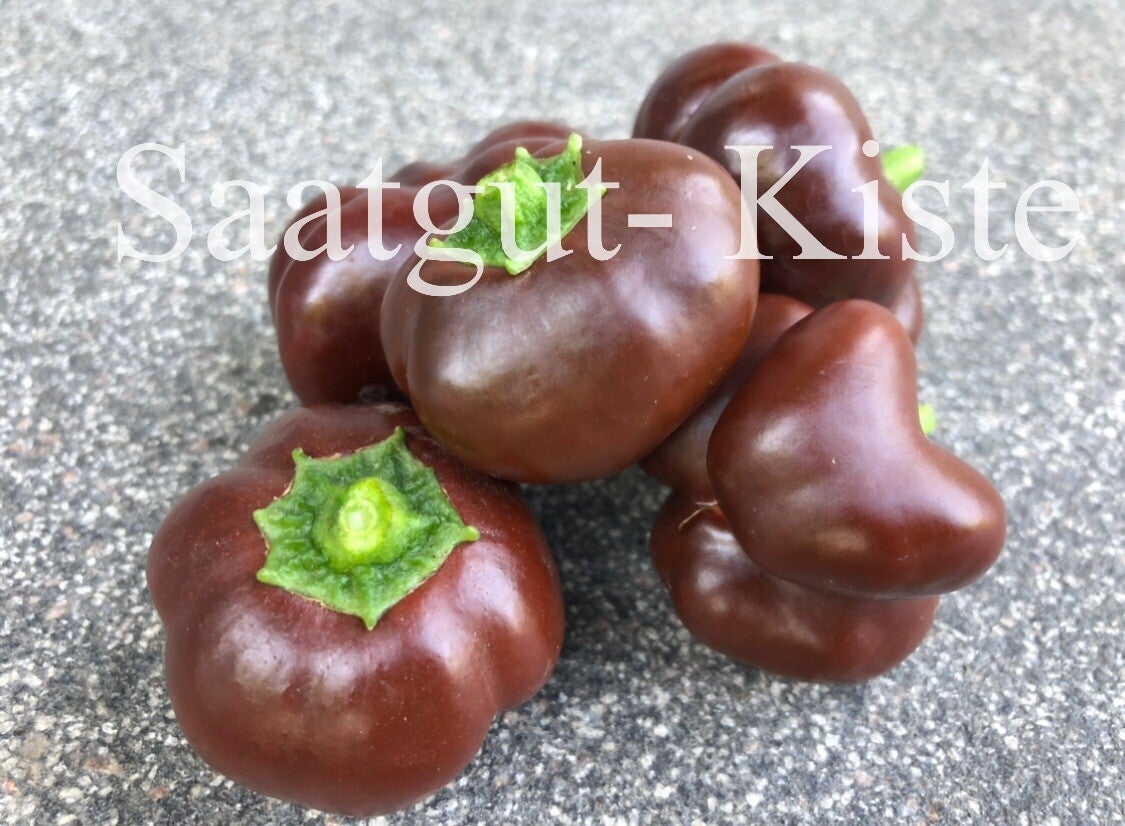 Paprika Miniature Chocolate | Saatgut-Kiste