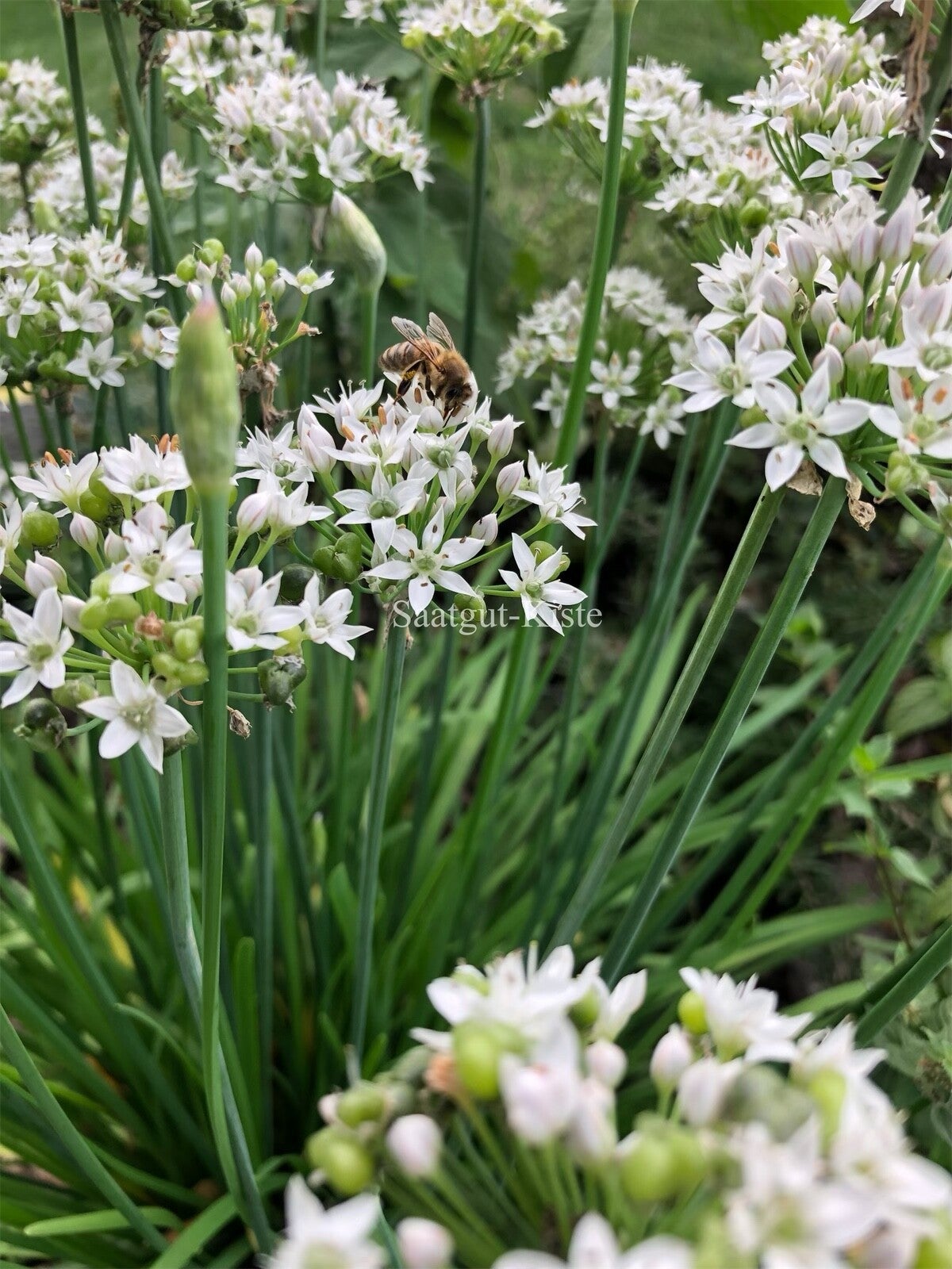 Schnittknoblauch | Saatgut-Kiste