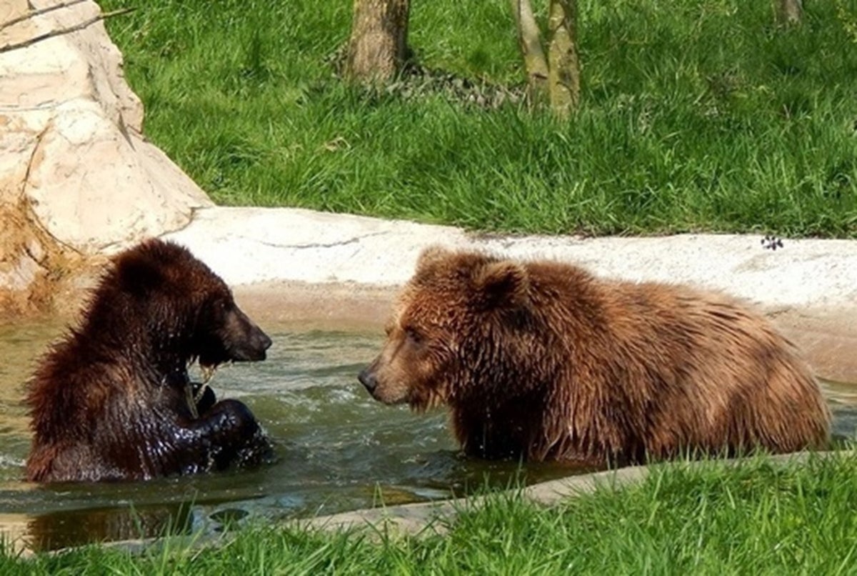 Het verschil van leven en dood, voor dieren in nood / DIEREN ...