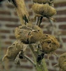 Zaad in een doosje. / Bloemenweetjes en -tips / TUIN, BLOEMEN en ...