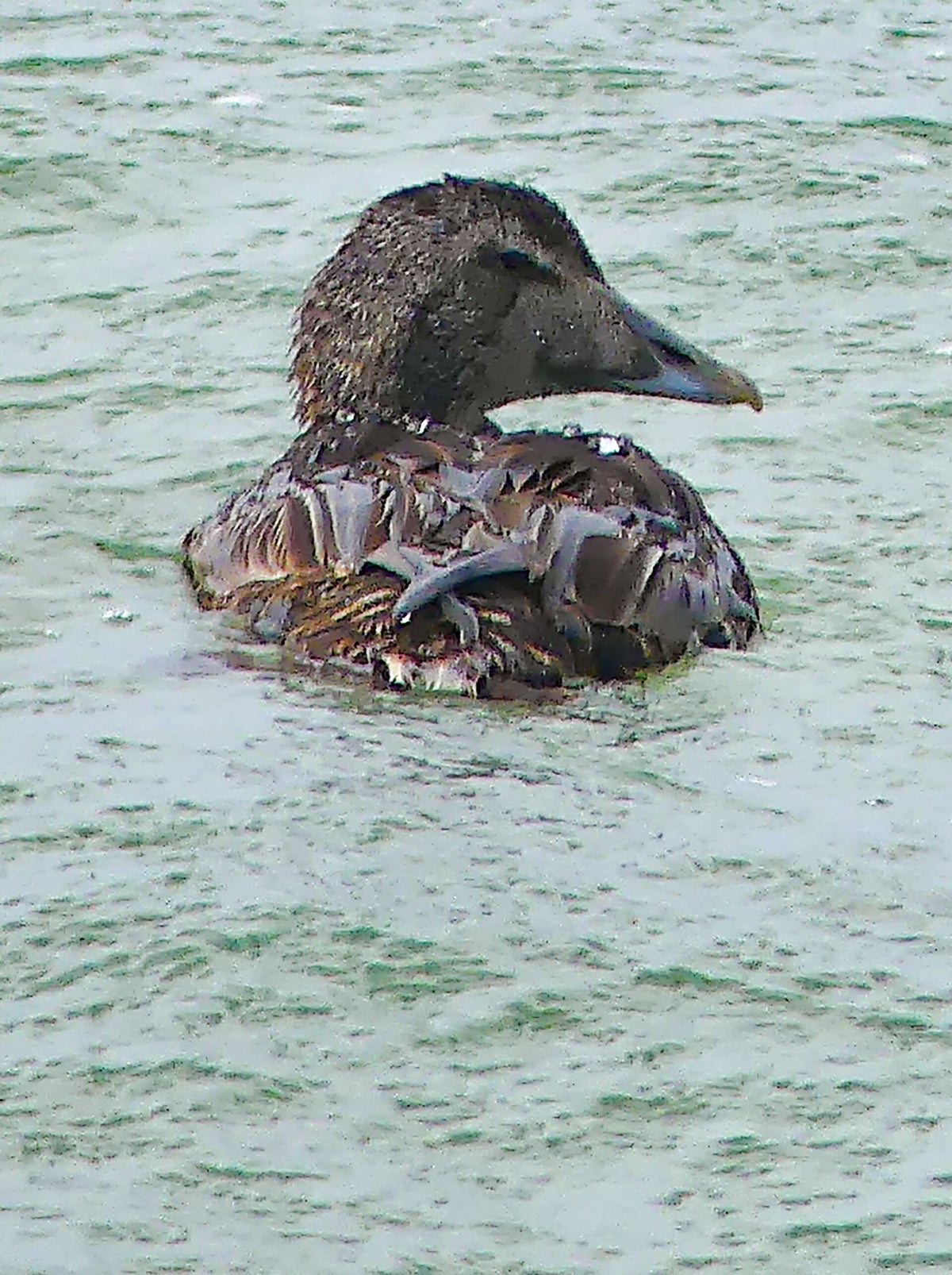 A Duck | Nordic photographic