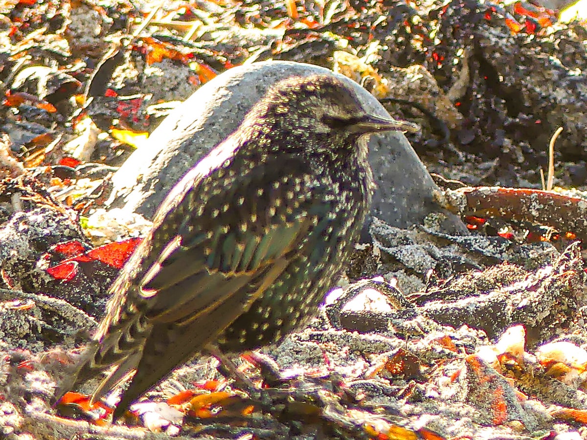 A Starling | Nordic photographic