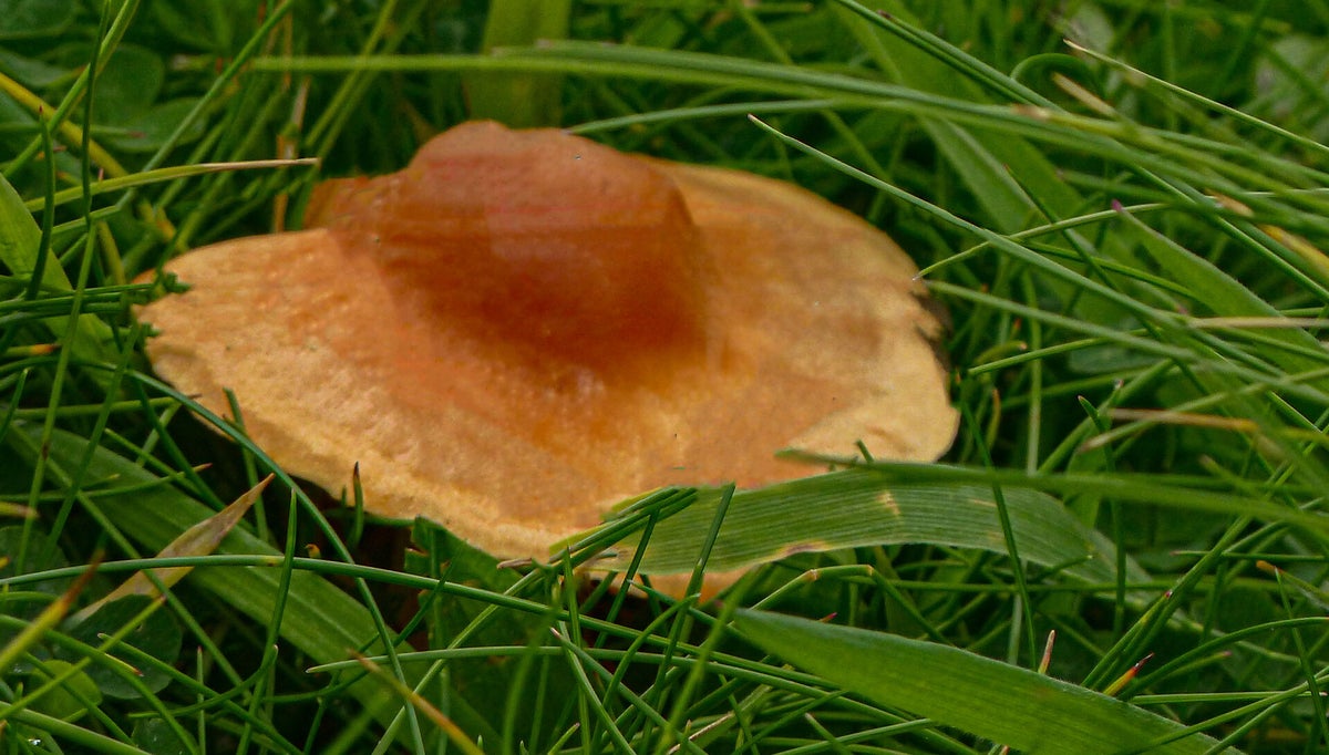 Deadly Fibrecap | Nordic photographic