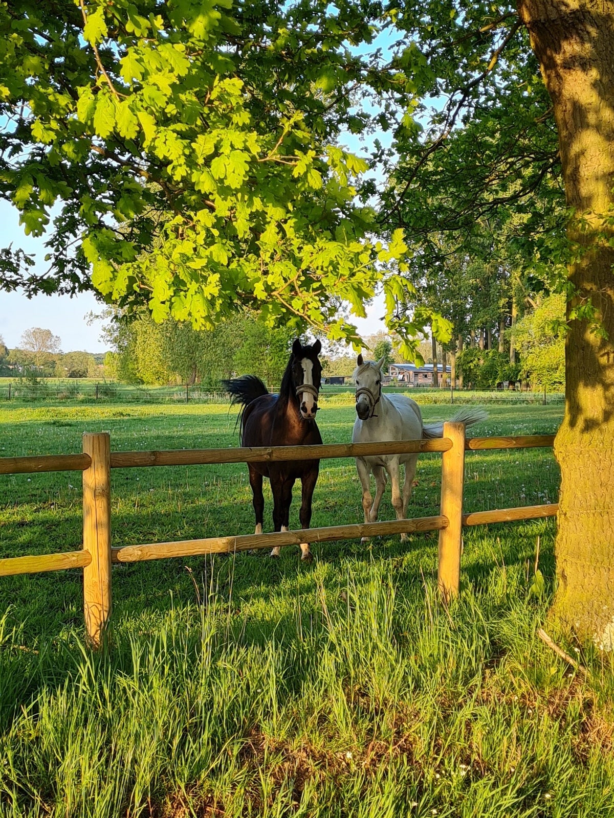 Coaching met paarden / Tarieven | Zintass