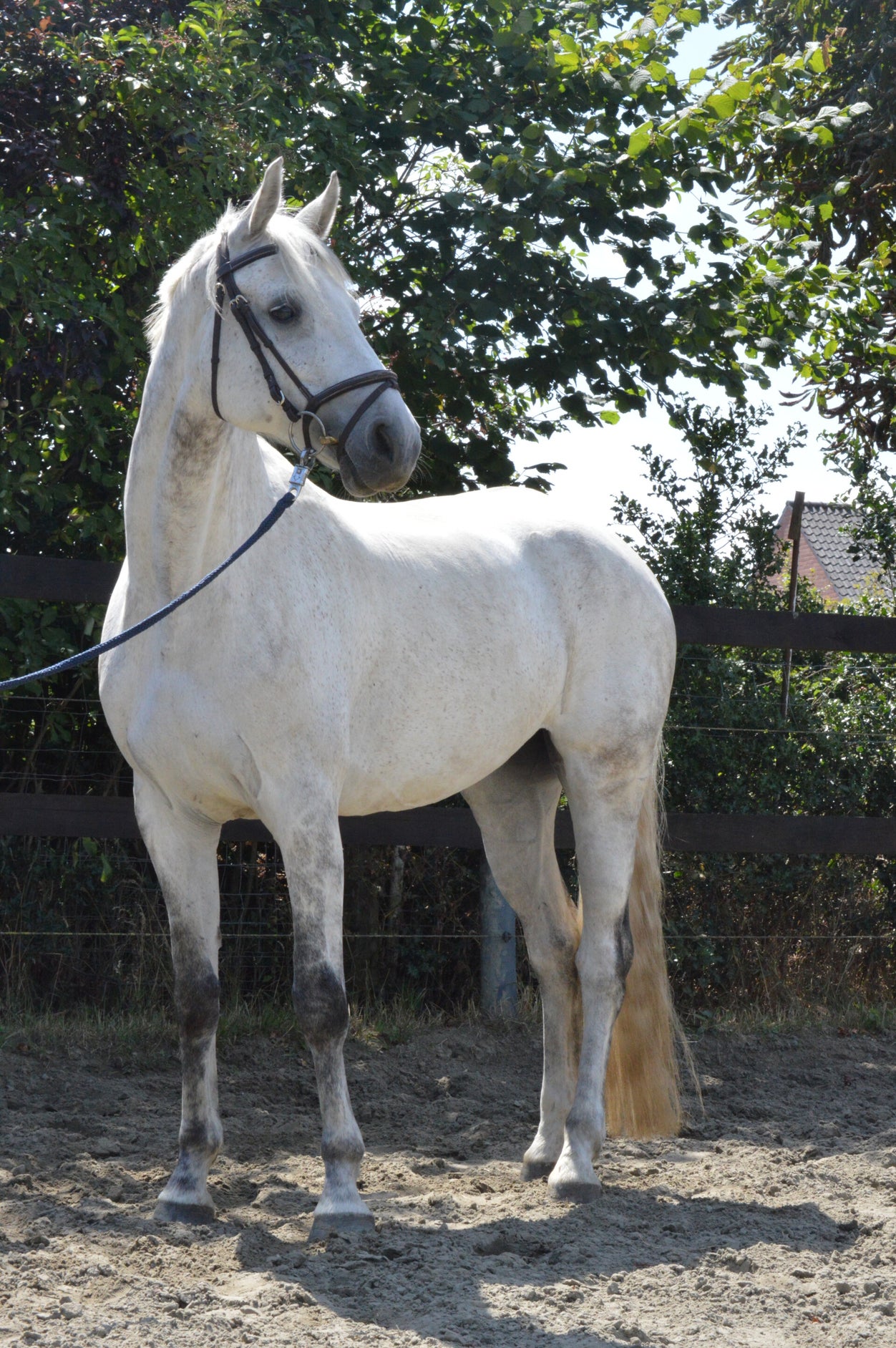 Paarden | Zintass