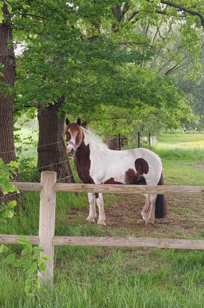 Paarden | Zintass