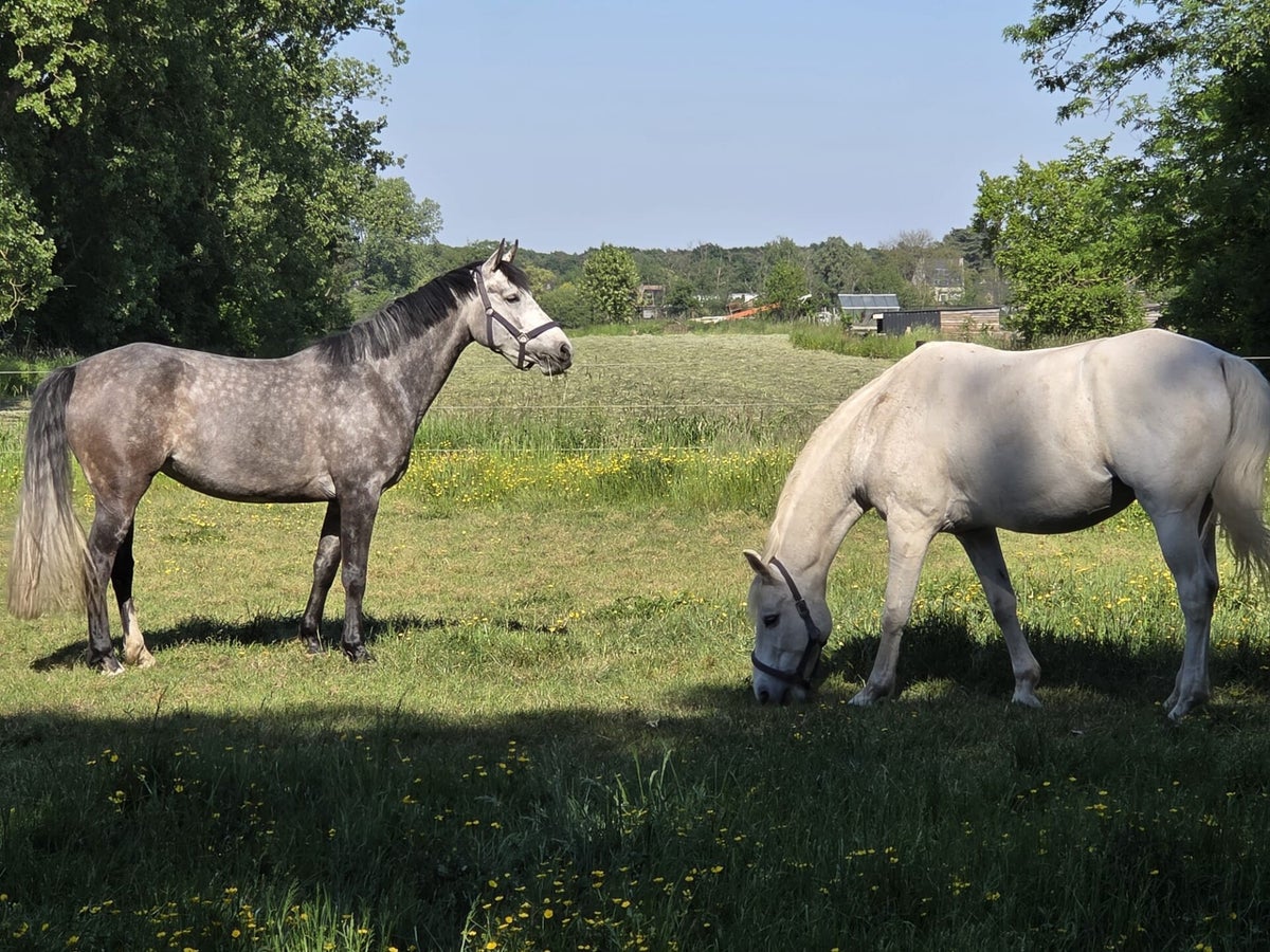 Paarden | Zintass