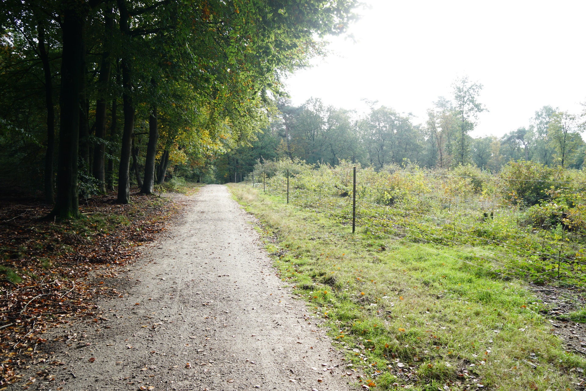 Sysseltsrondje / De Sysselt / Natuurgebieden in de gemeente Ede / Nat ...