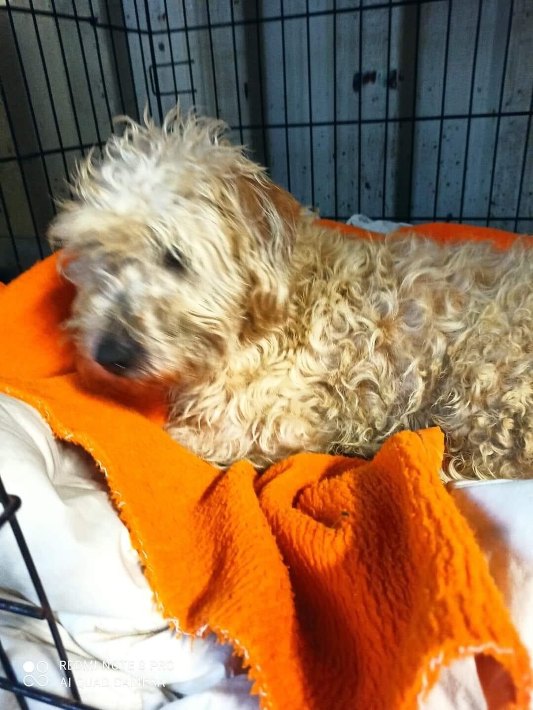 CINDY | Association Happy Dogs Forever (HDF)