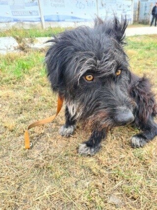 ALBUS | Association Happy Dogs Forever (HDF)