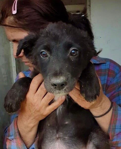 HOSHI | Association Happy Dogs Forever (HDF)