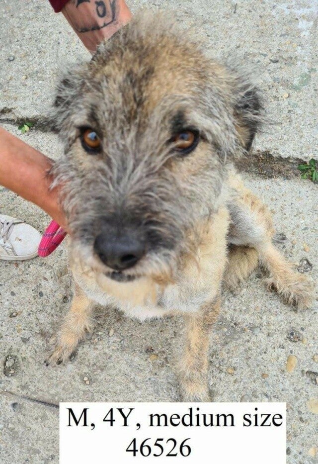 RAMSES | Association Happy Dogs Forever (HDF)