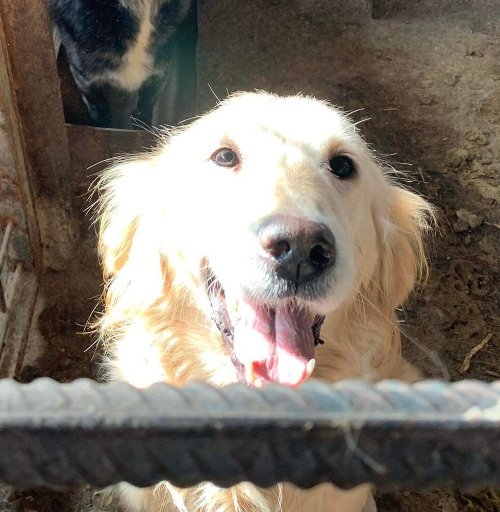 GLORY | Association Happy Dogs Forever (HDF)