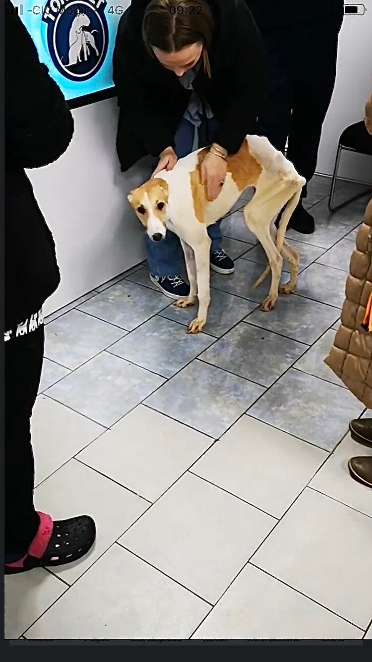 OLGA | Association Happy Dogs Forever (HDF)