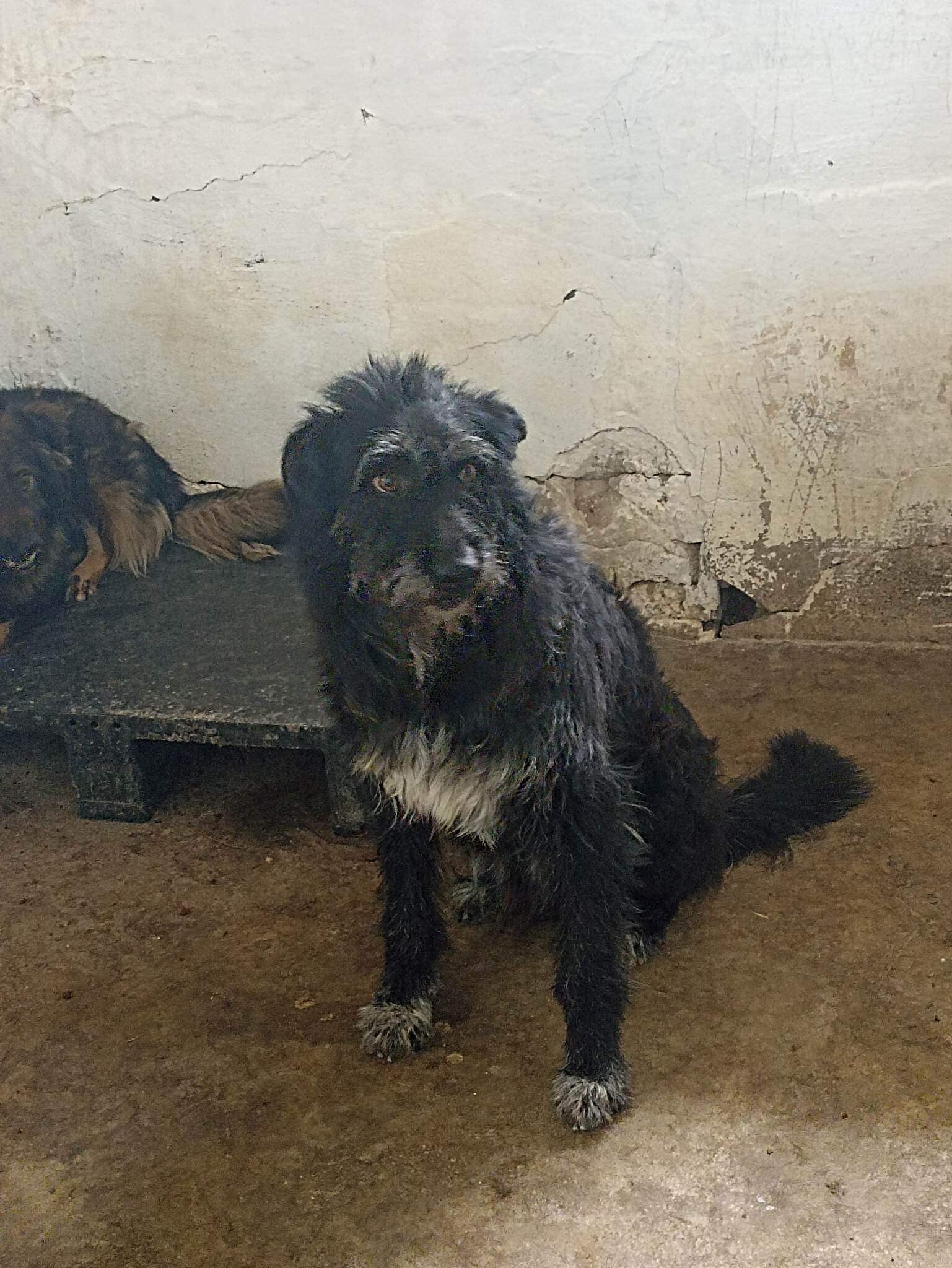 ALBUS | Association Happy Dogs Forever (HDF)