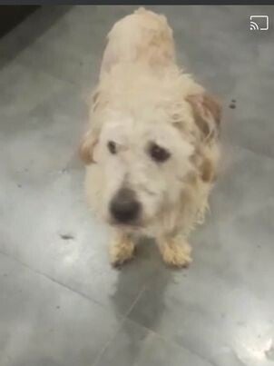 CINDY | Association Happy Dogs Forever (HDF)