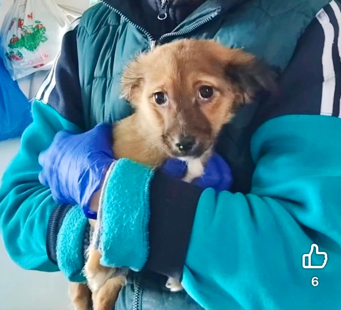 PIPO | Association Happy Dogs Forever (HDF)