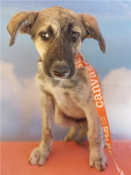 ARTHUR | Association Happy Dogs Forever (HDF)