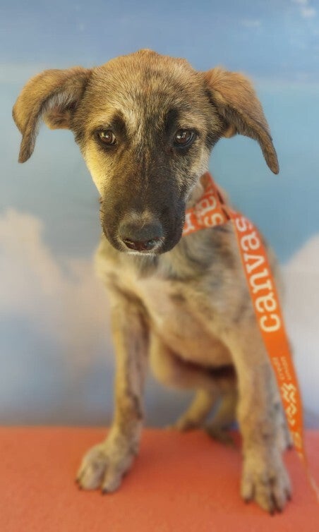 ARTHUR | Association Happy Dogs Forever (HDF)