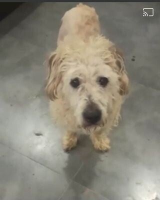 CINDY | Association Happy Dogs Forever (HDF)