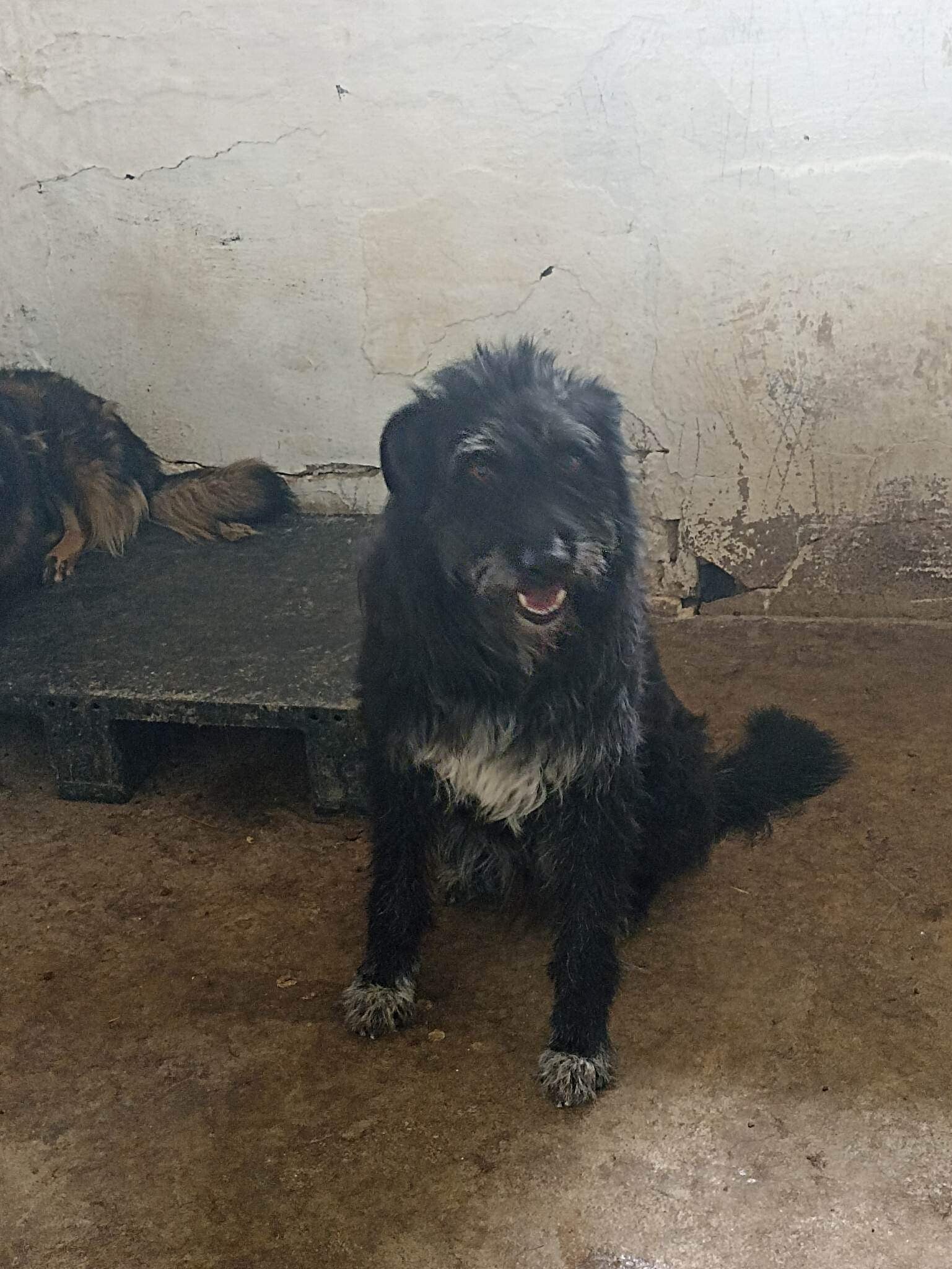 ALBUS | Association Happy Dogs Forever (HDF)