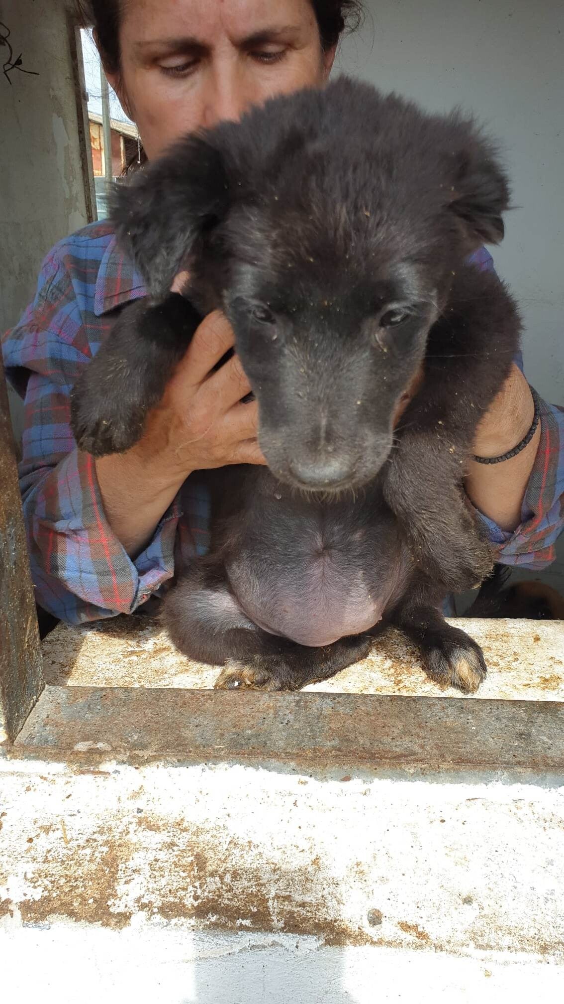 HOSHI | Association Happy Dogs Forever (HDF)