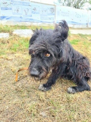 ALBUS | Association Happy Dogs Forever (HDF)