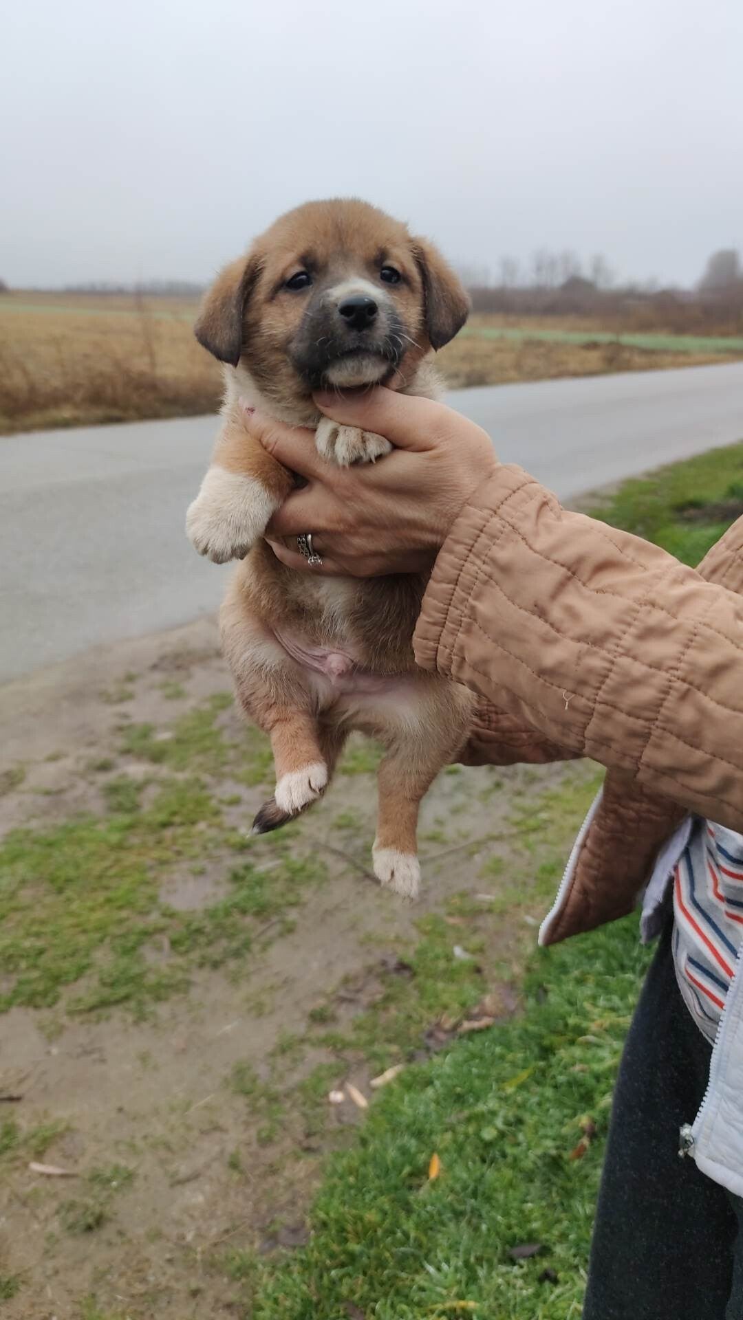 BERLIN | Association Happy Dogs Forever (HDF)