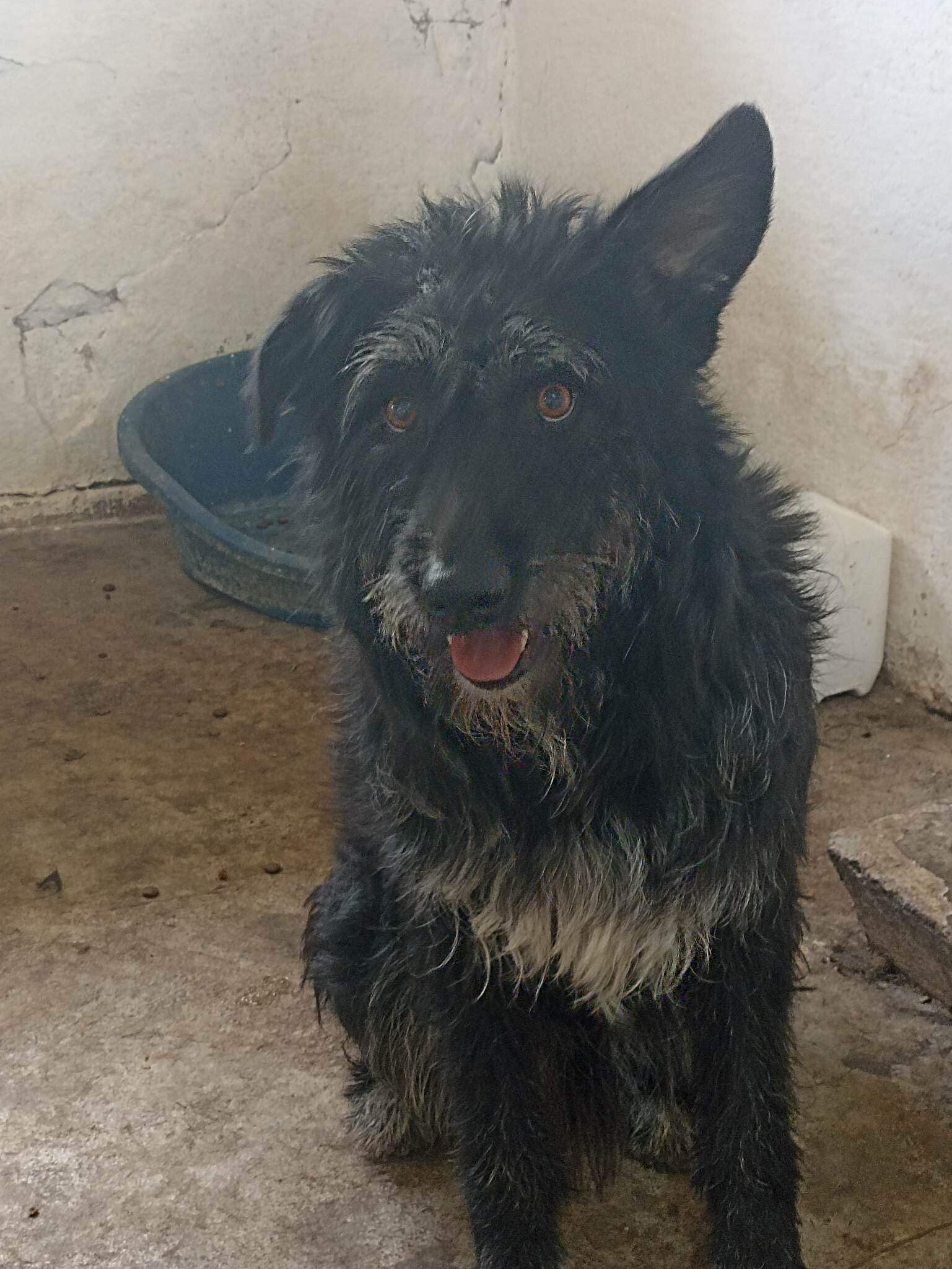 ALBUS | Association Happy Dogs Forever (HDF)