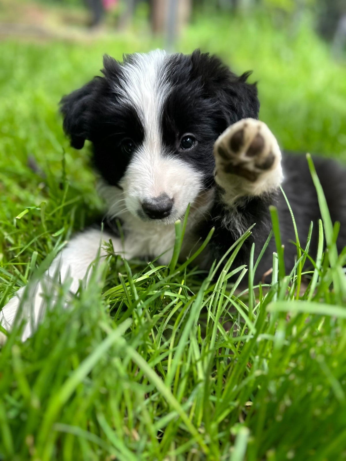 Border Collies of Gwyn Paw