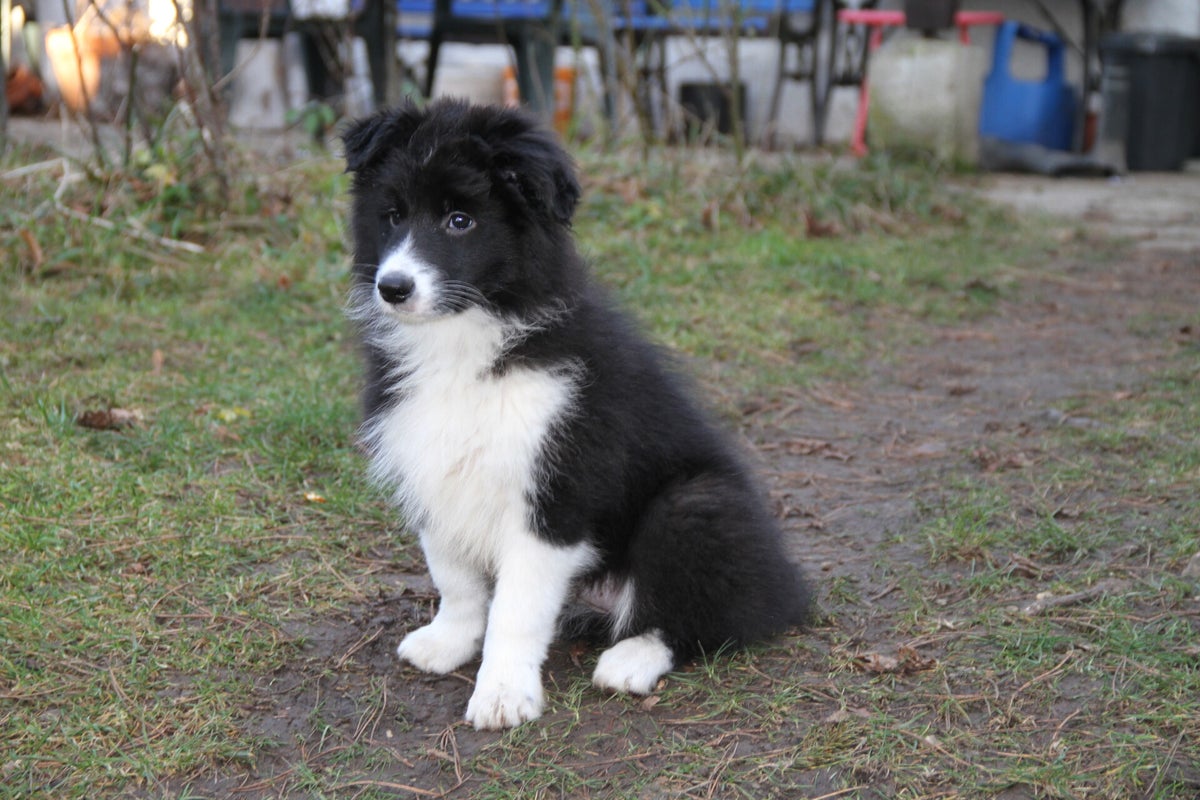 Amber First Princess of Gwyn Paw / Hunde | Border Collies of Gwyn Paw