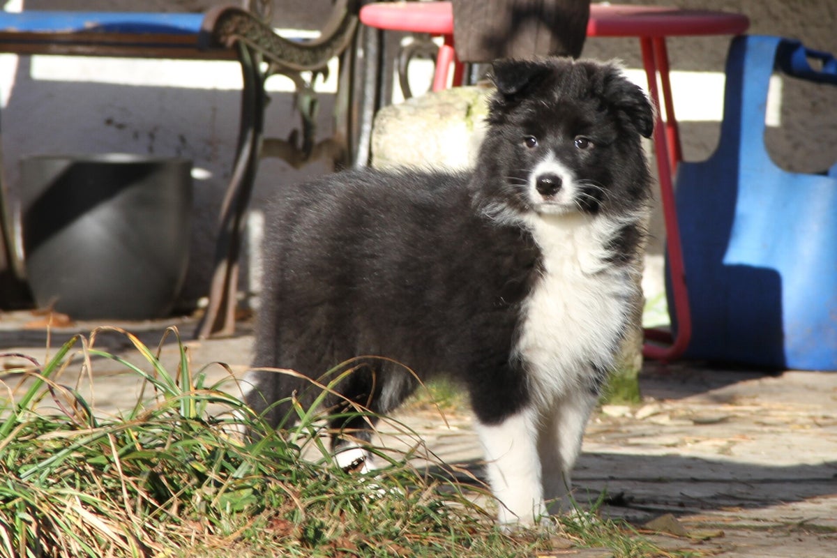 Amber First Princess of Gwyn Paw / Hunde | Border Collies of Gwyn Paw